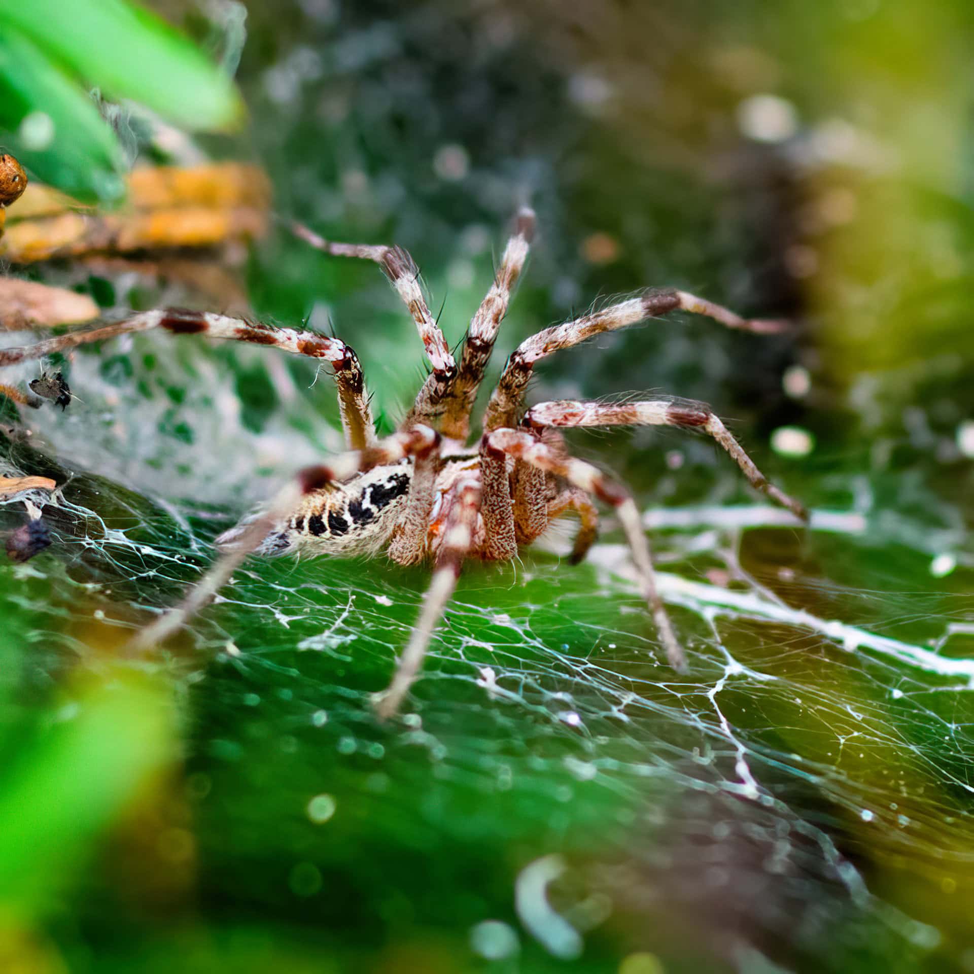 Asian spiders – Samuli Siltanen